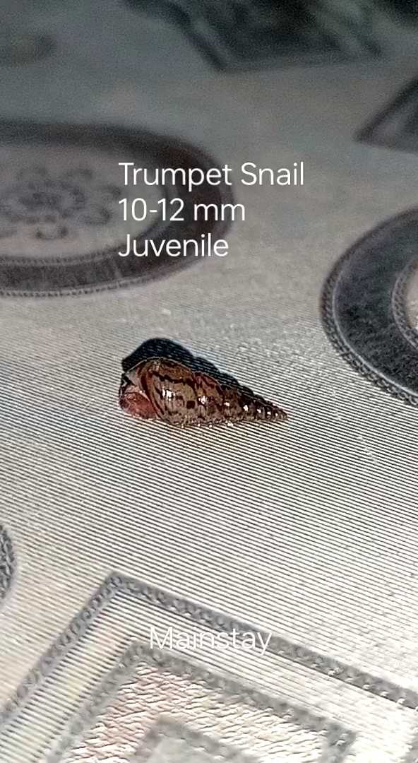 5PCs 10-12mm Long Live Trumpet Snail Pack, Snail Aquarium Decorations ...