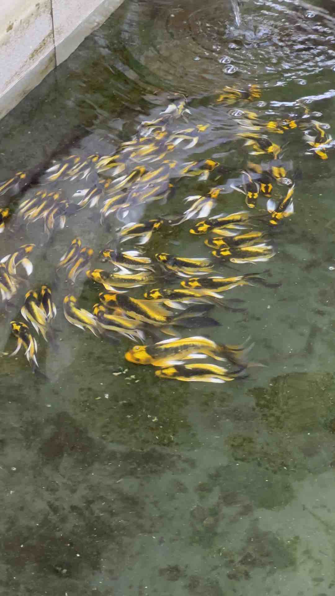 Mayan Butterfly Koi / Live Fish 玛雅鲤鱼 | Lazada