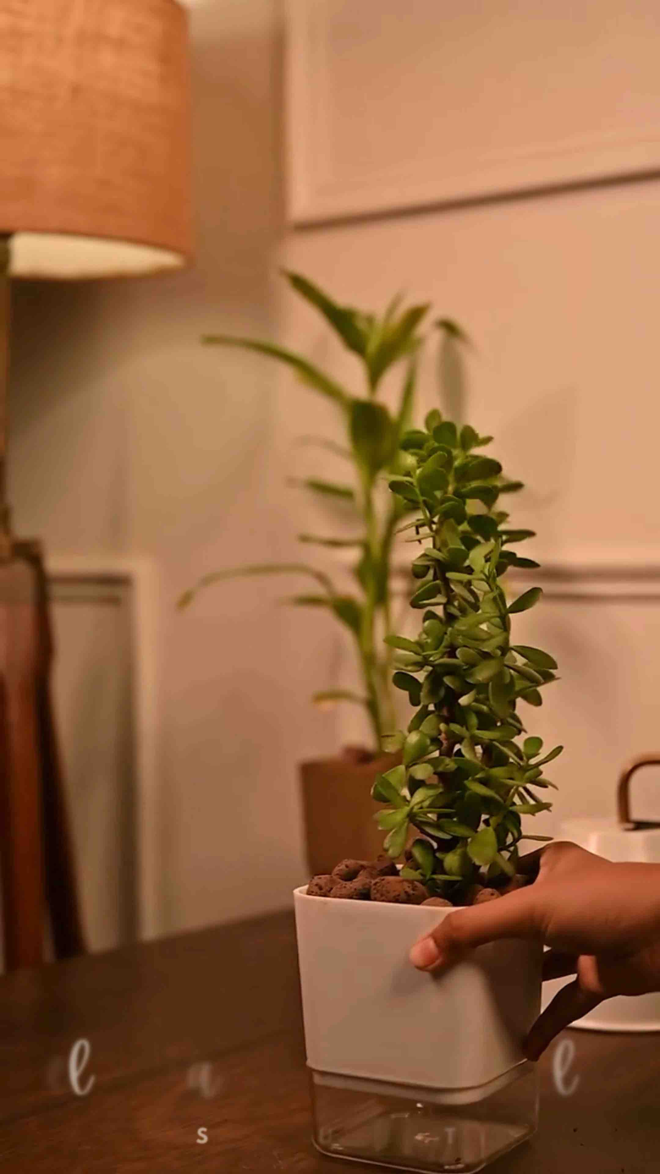 Self-Watering Pots for Indoor & Outdoor Plants – Elegant Square Shape ...