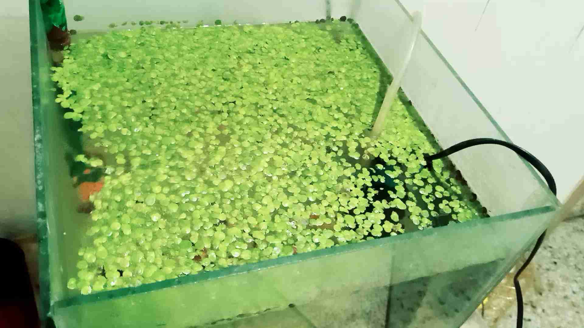 duckweed floating plant [ duckweed aquatic plant for freshwater ...
