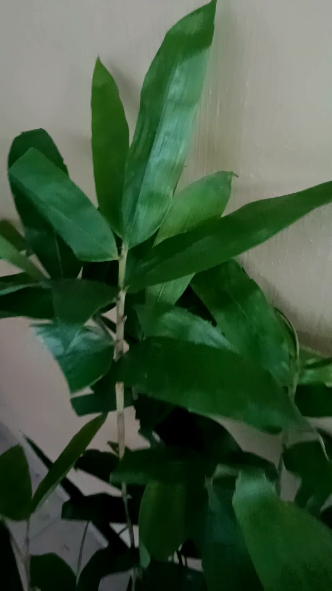 Anak pokok buluh betong (Dendrocalamus Asper) - Tissue culture | Lazada