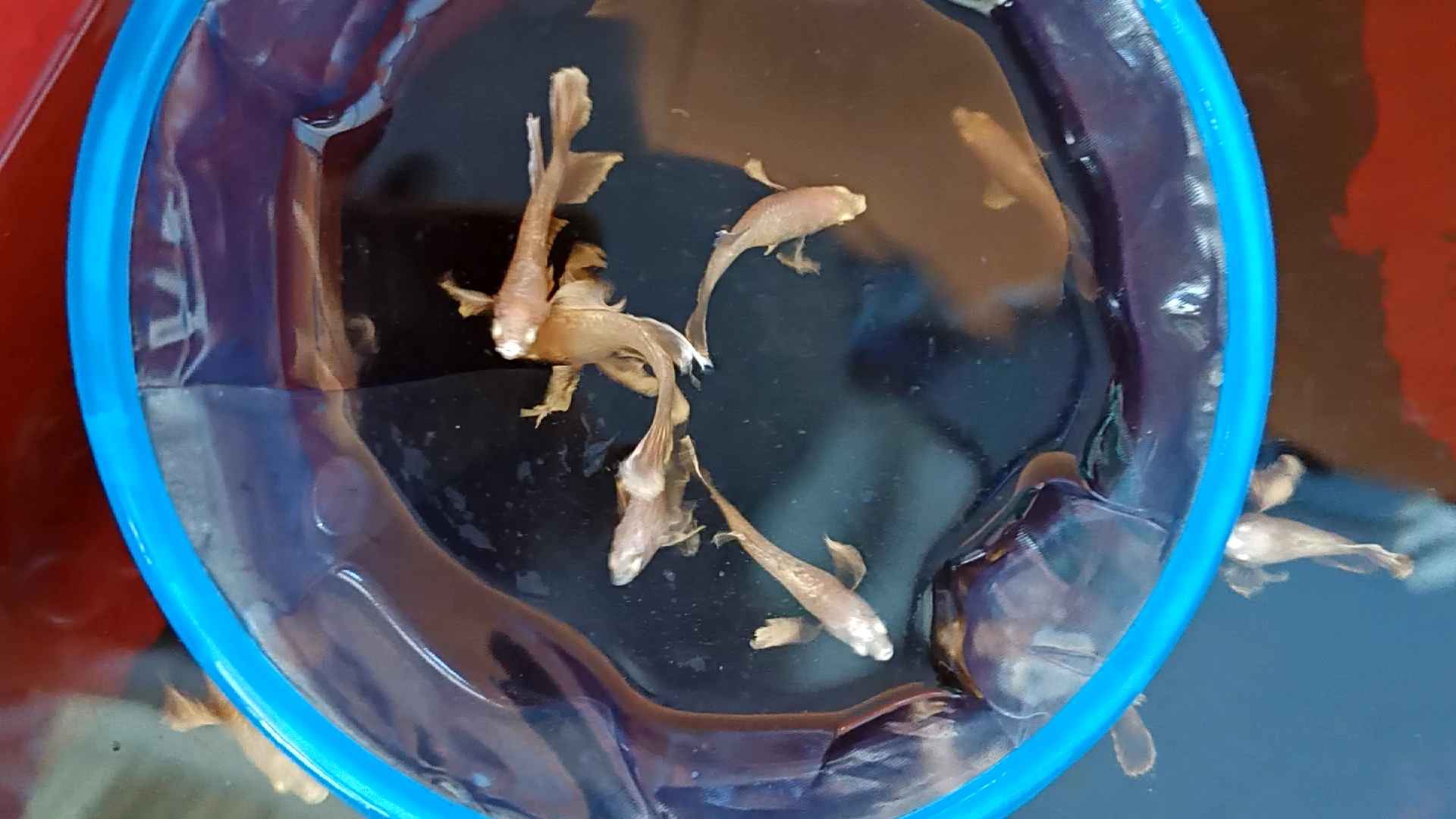 HMPK Dumbo Gold Betta Fish/ Ikan Laga HMPK Dumbo Gold | Lazada