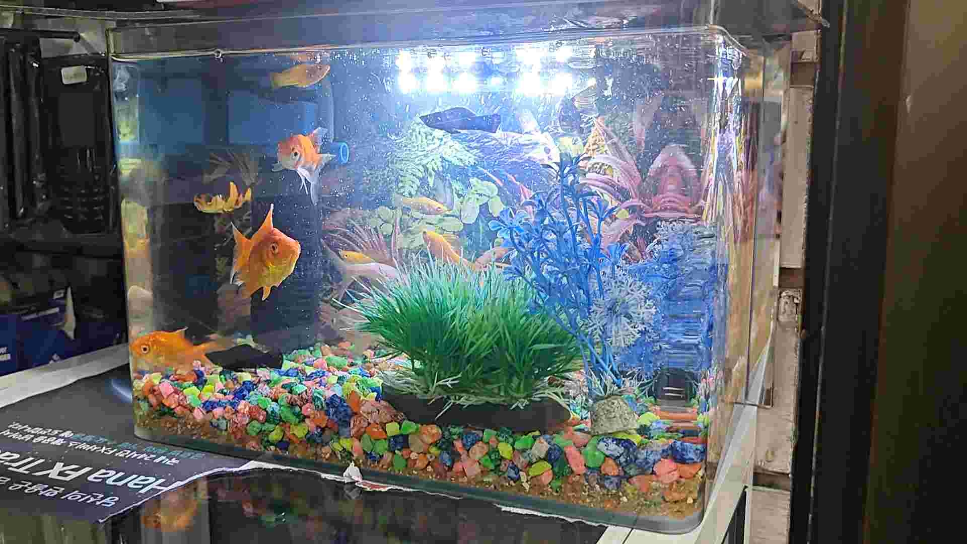 High Quality Brand New Crystal Clear Imported Fish Tank | Daraz.lk