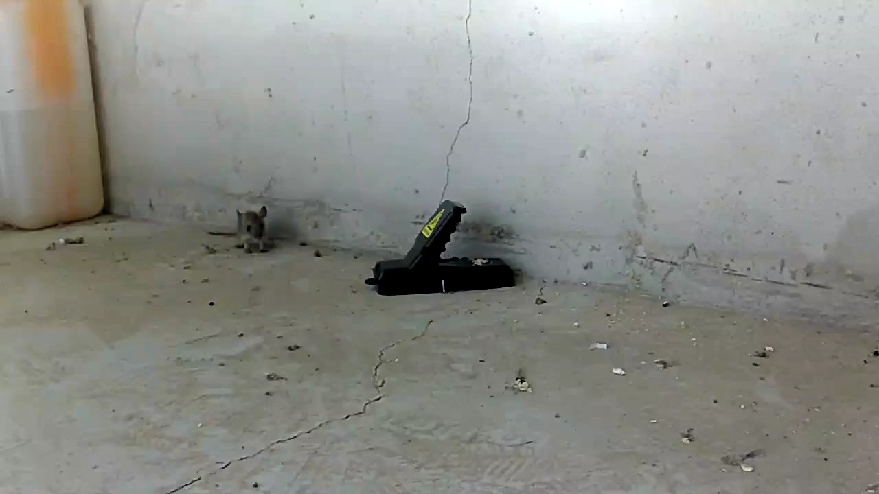 Heavy Duty Plastic Mouse trap Rat Catcher - good quality | Daraz.pk