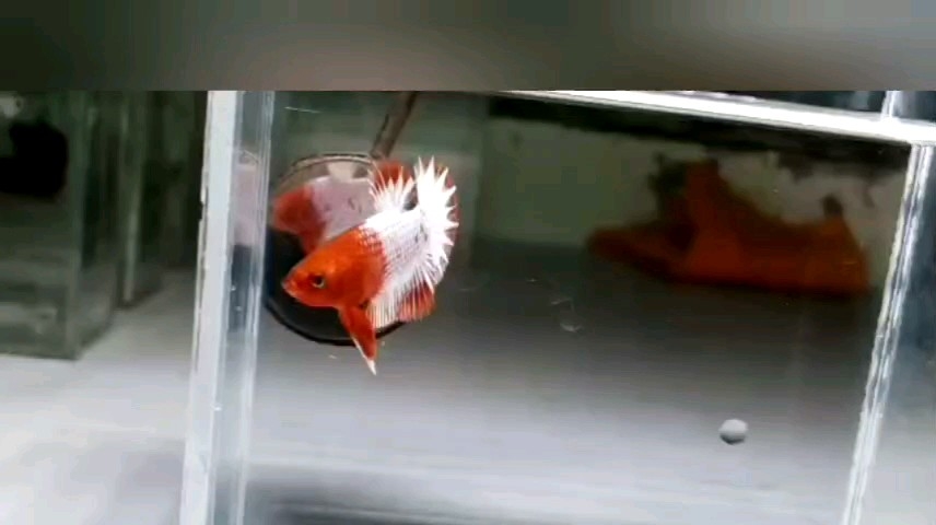 Betta fish hmpk fccp startail | Lazada