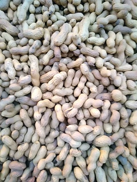 gujarkhan moong phali peanuts best quality ...500gm | Daraz.pk