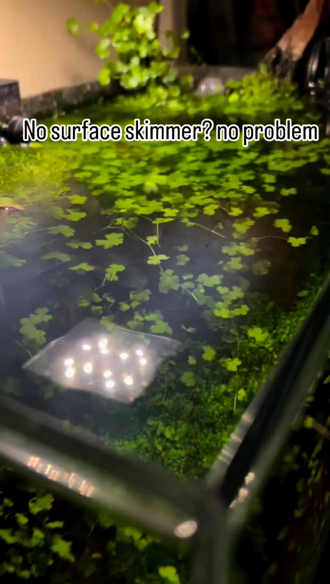 Aquarium Carpeted Plant.Hydrocotyle Tripartita | Sp Japan | Aquatic ...