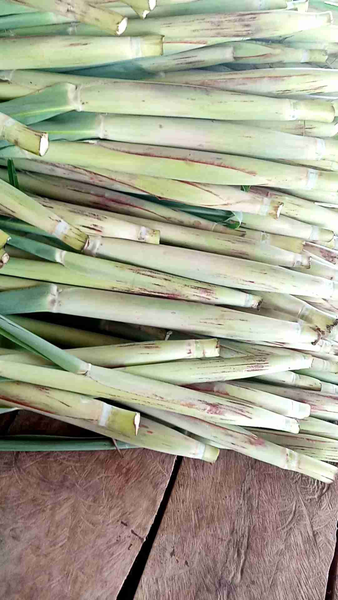 Sayur terubuk,. tiwu endog telor tebu sayuran langka | Lazada Indonesia