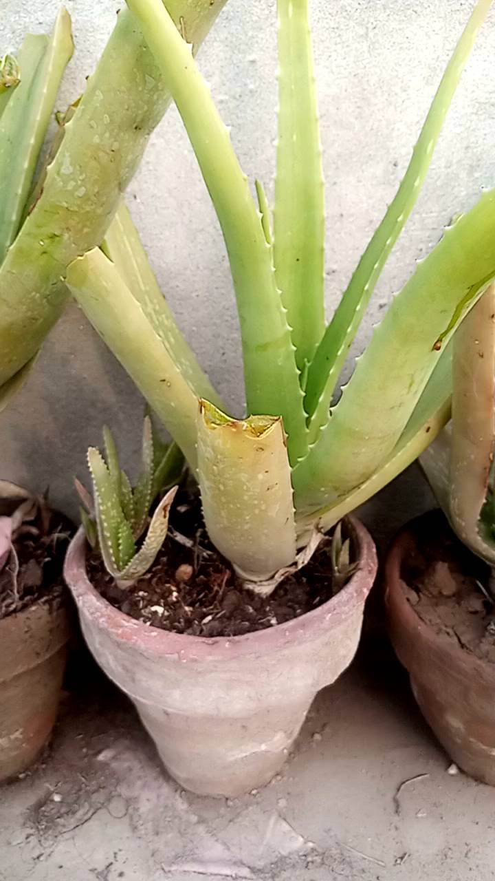 Alovera plant /Fresh Alovera plant with soil pot | Daraz.pk