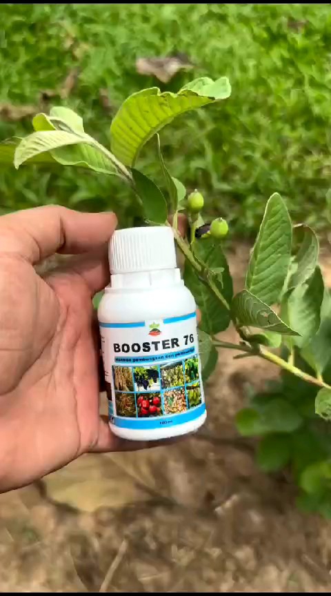 Pupuk Booster 76 Kemasan 250ml Pupuk Organik Pelebat Penyubur Buah ...