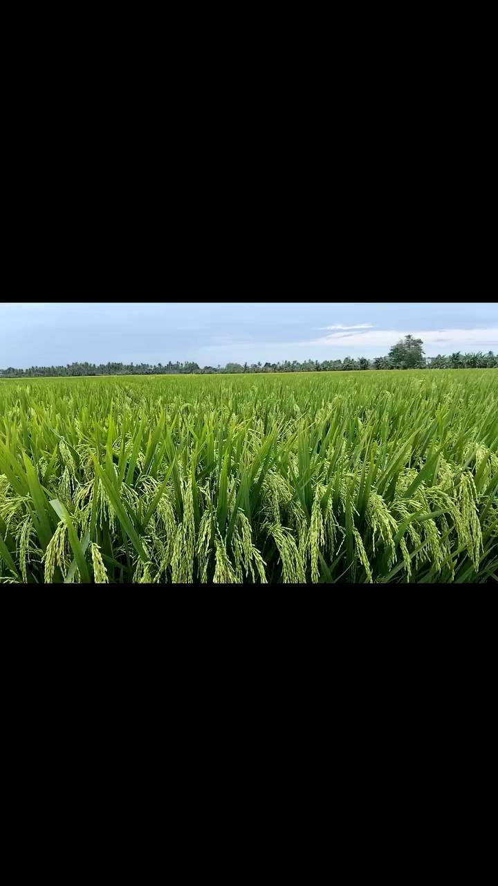 ( 10kg ) Benih Padi In Hibrida Super Istimewa Simbok Mentes original ...
